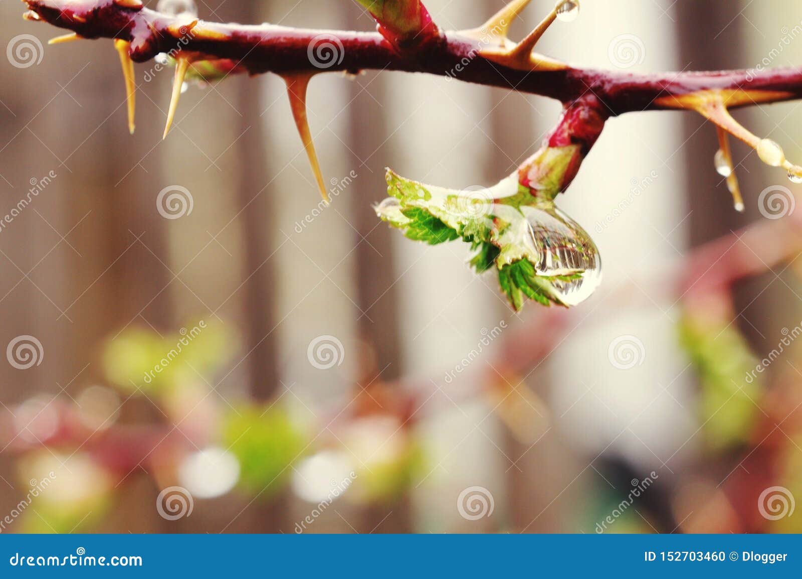 Rain Drop on Rose Bush in Springtime Stock Photo - Image of rain ...
