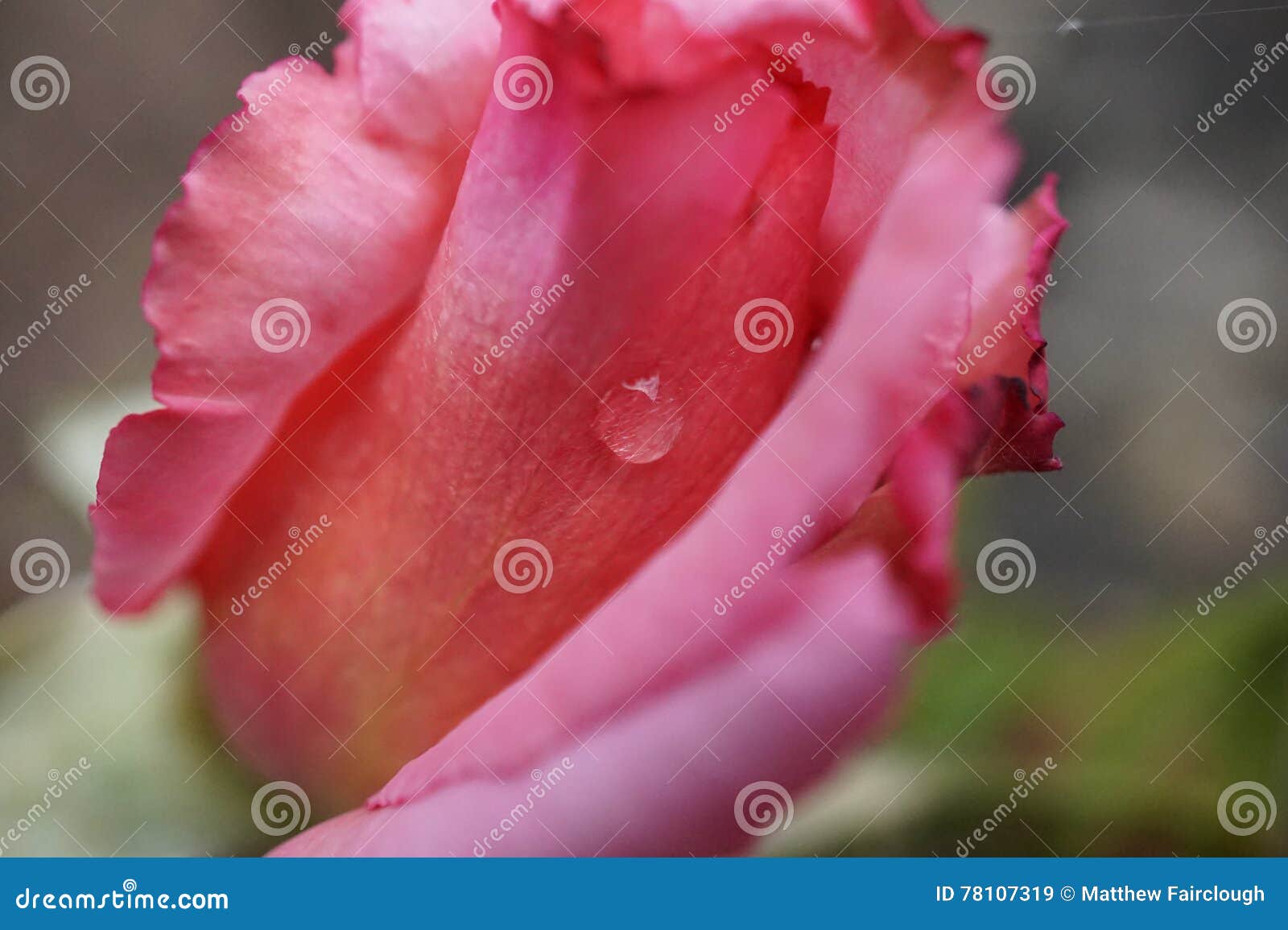 Water droplet on rose stock image. Image of drop, garden - 78107319