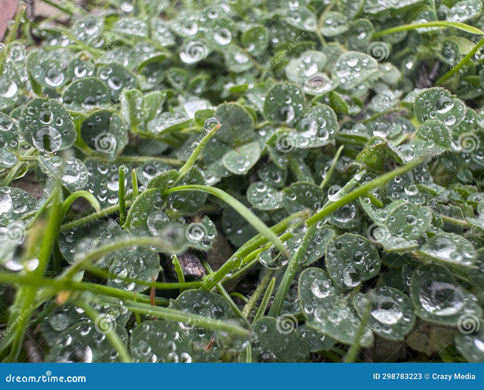 Water Droplets that Accumulate on Plants after Rain Stock Image - Image ...