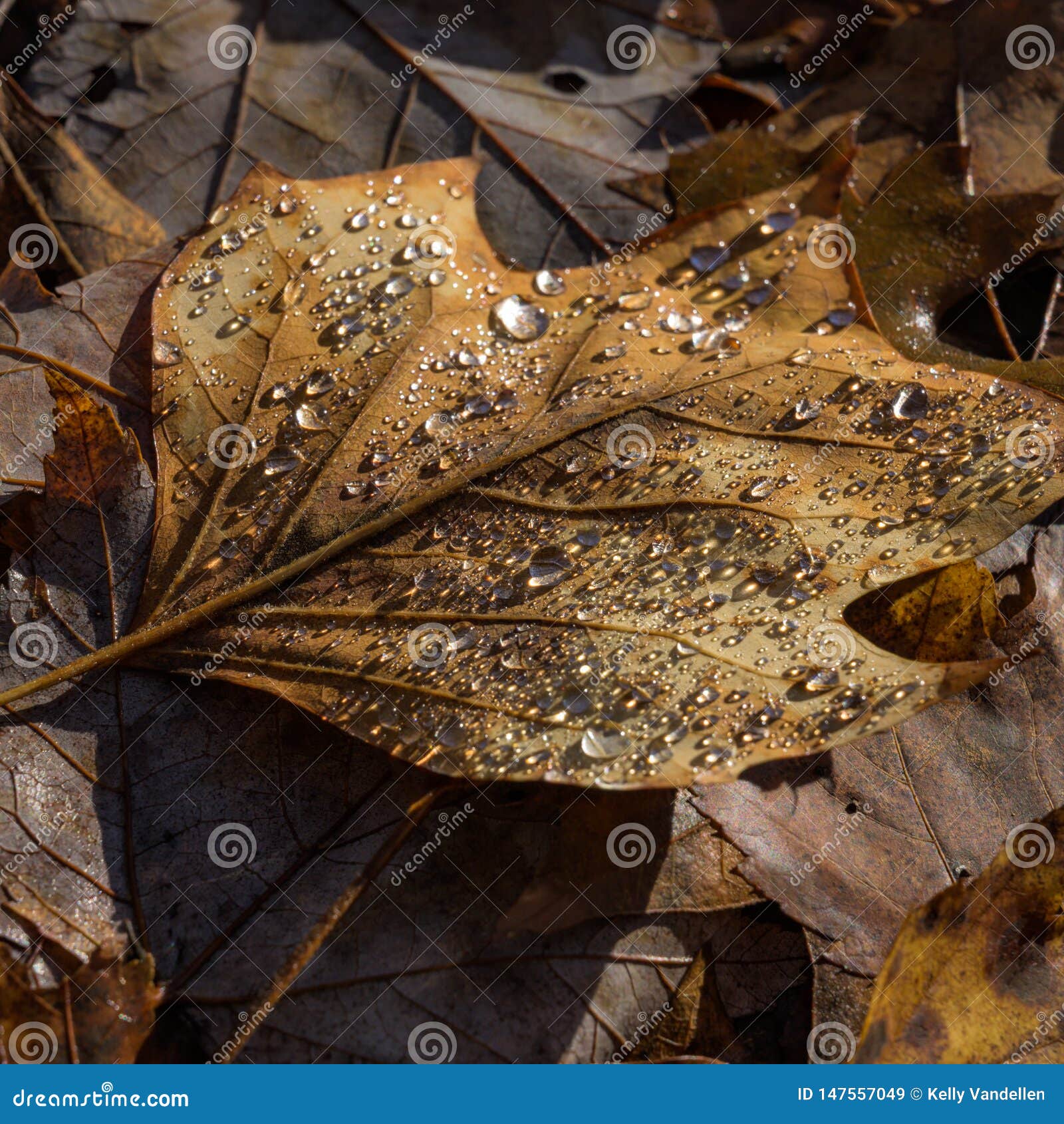 Water Droplets on Dried Leaf Stock Image - Image of droplets, mountains ...
