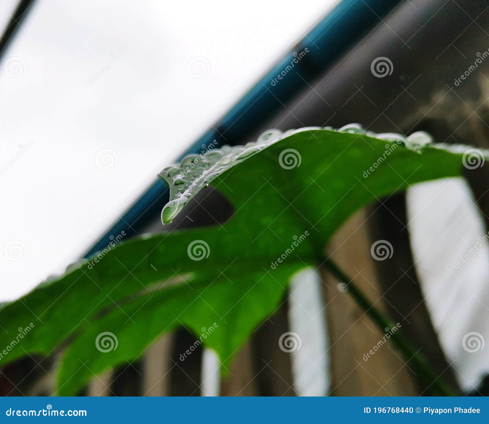 Water Droplets Dripping from the Leaves Stock Photo - Image of dripping ...
