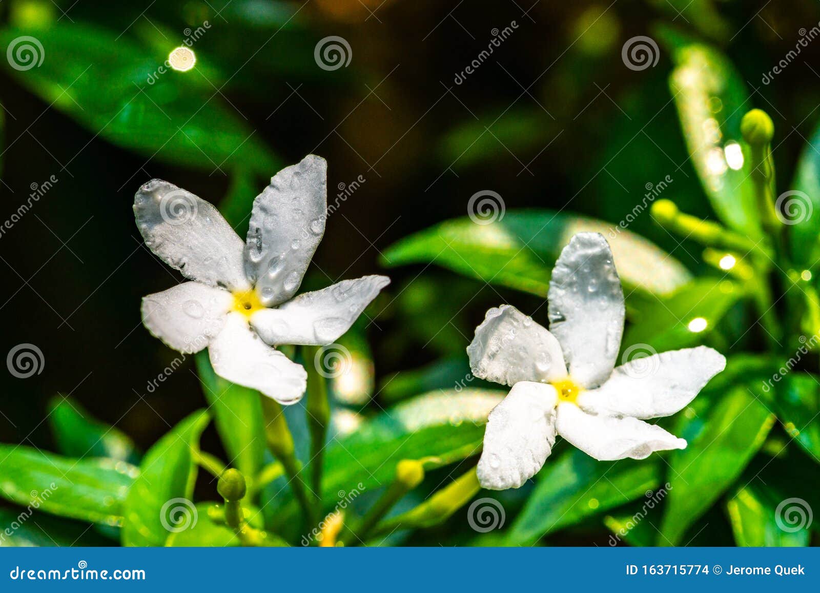 Water Droplets Dripping from White Flowers after Rain. Blurred ...