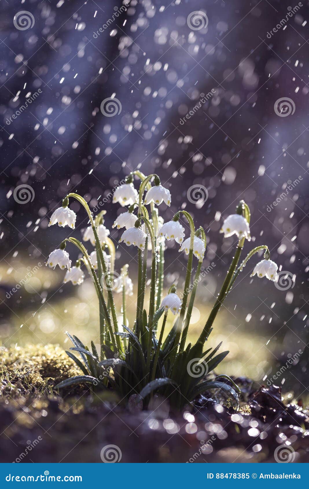 Water Droplets Falling on Spring Snowflake Flowers in Sunshine Stock ...