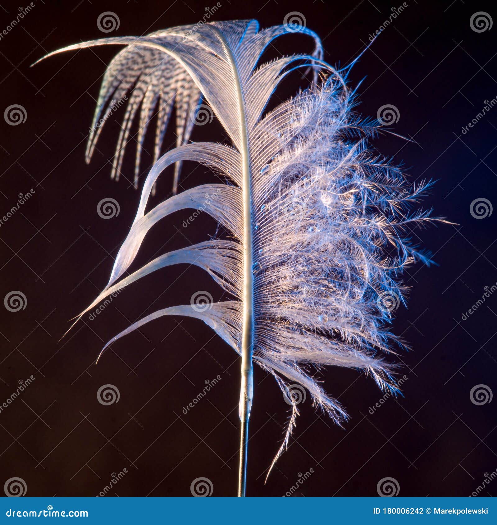 Water droplets on feather stock photo. Image of black - 180006242