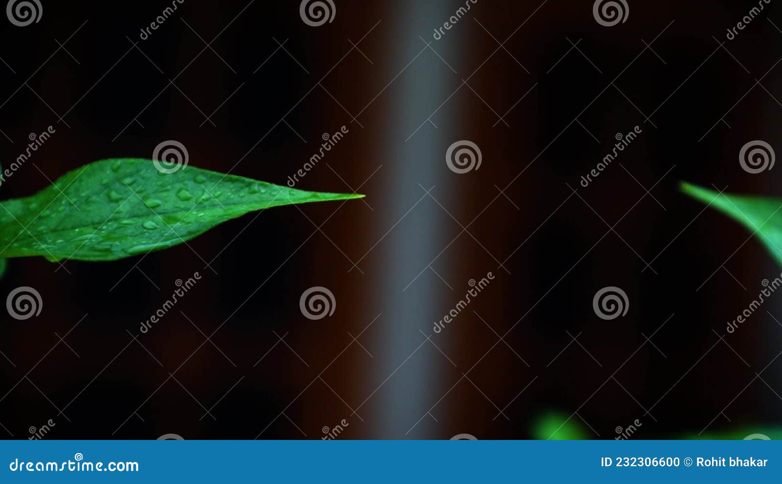 Raining Day in Tropical Forest. Rain Drop on Leaf Tree Stock Footage ...