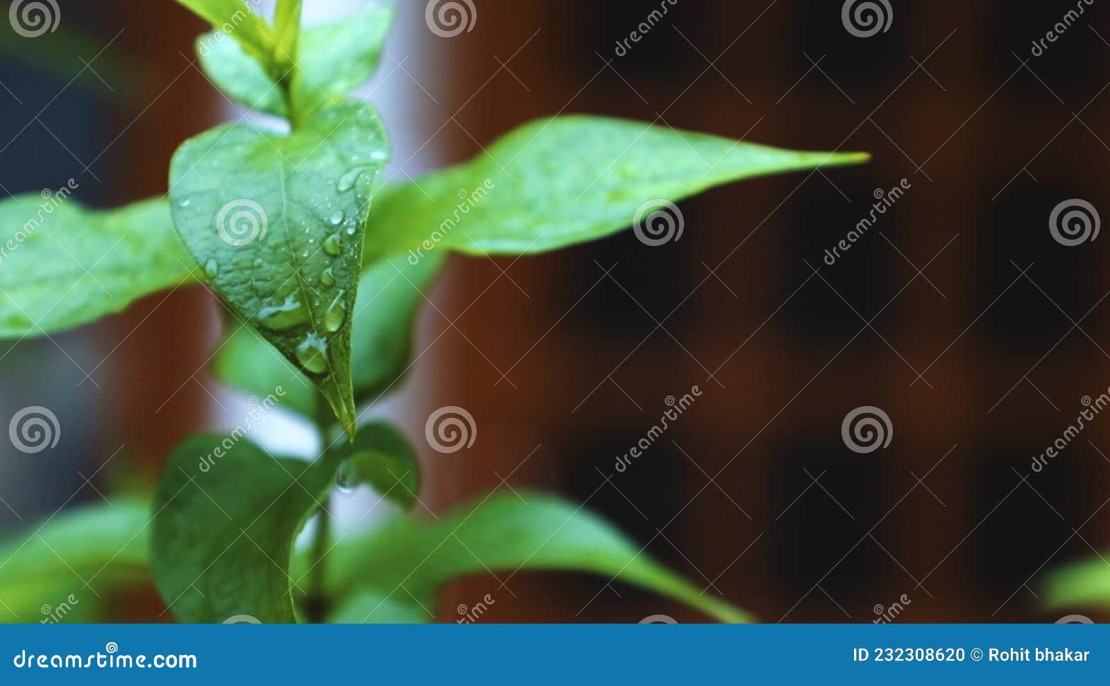 Raining Day in Tropical Forest. Rain Drop on Leaf Tree Stock Footage ...