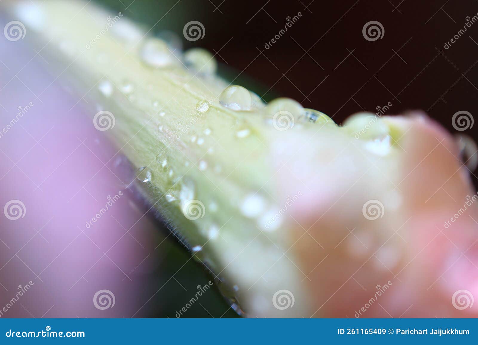 Water Droplets on Flowers.Macro Photo Stock Image - Image of white ...