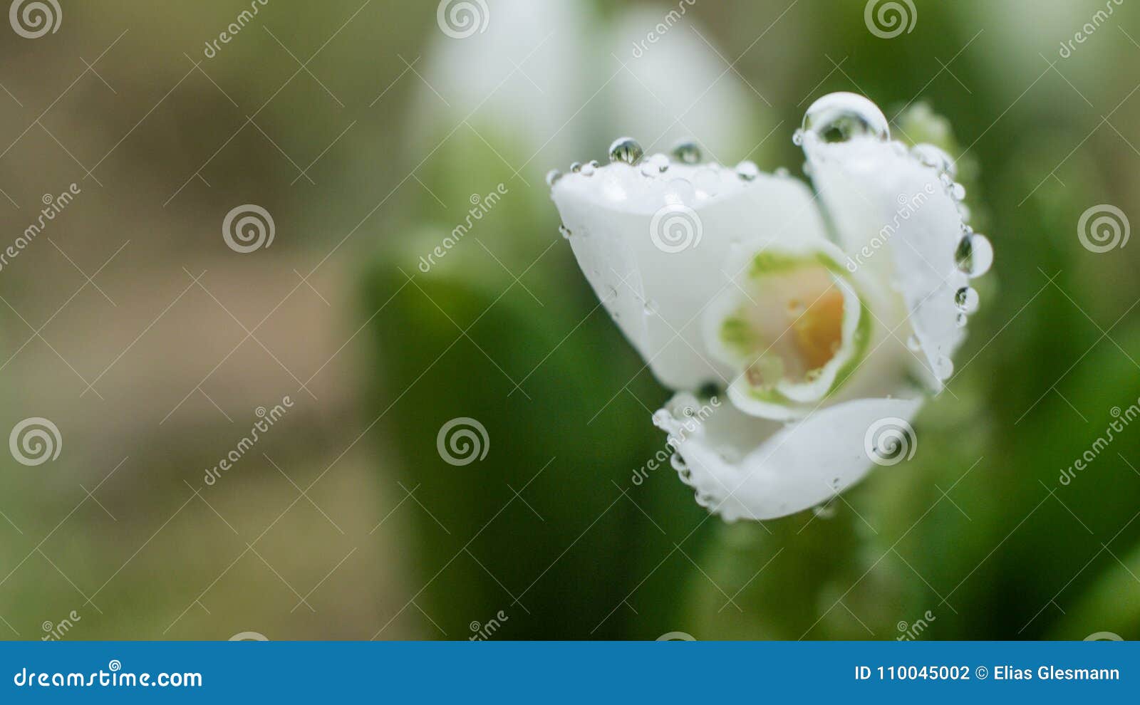 Snow droplets stock photo. Image of condensation, leaf - 110045002