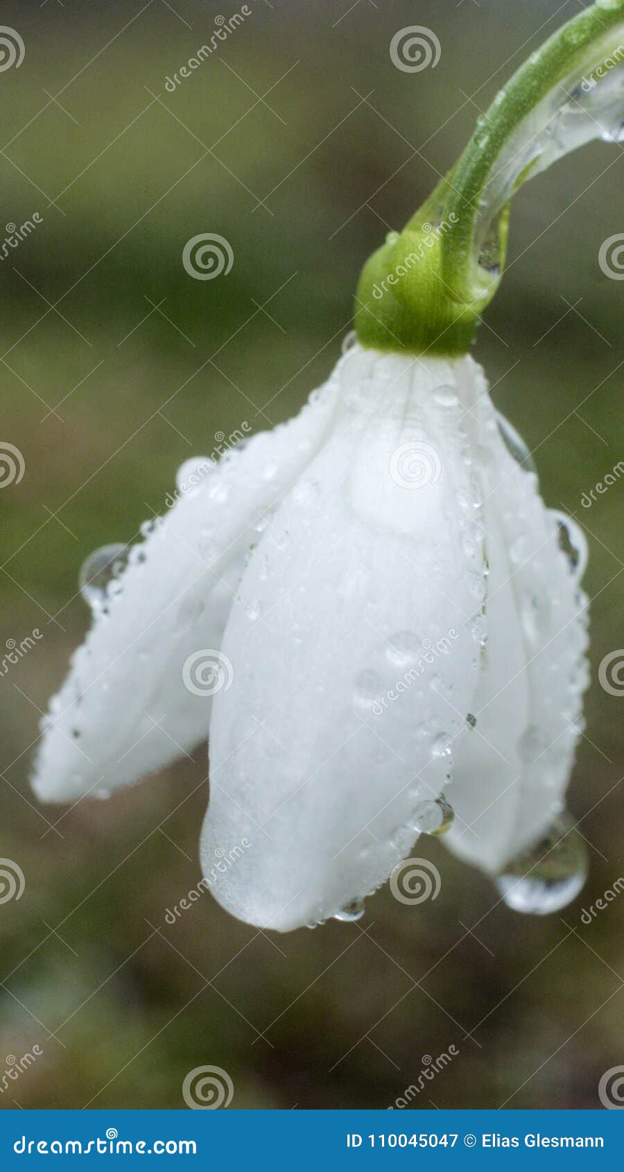 Snow droplets stock image. Image of closeup, bright - 110045047