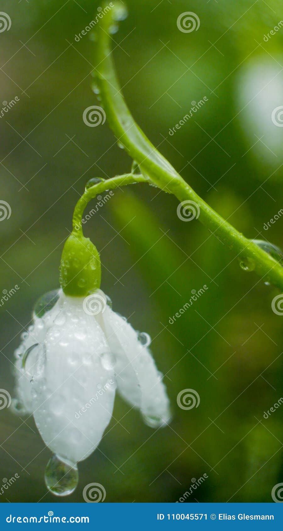Snow droplets stock image. Image of march, fresh, closeup - 110045571