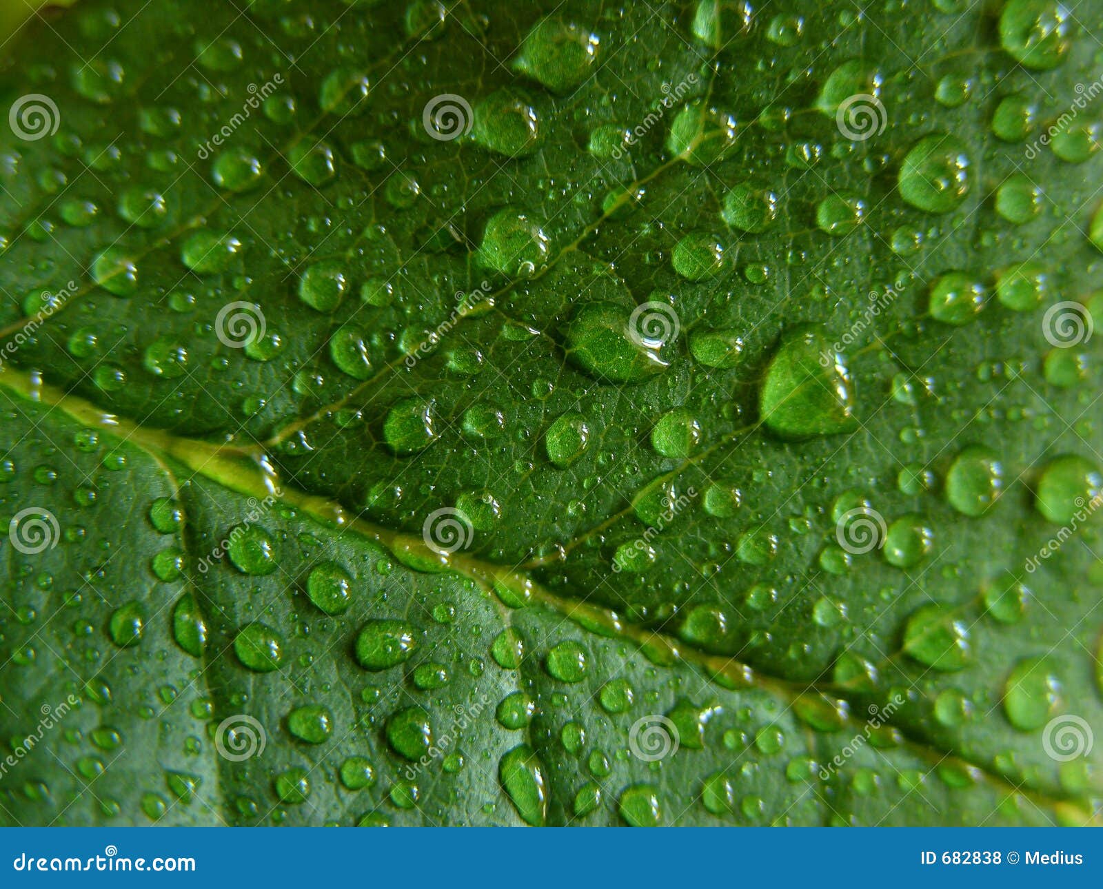 Water Droplets on Green Leaf Stock Photo - Image of plant, ground: 682838