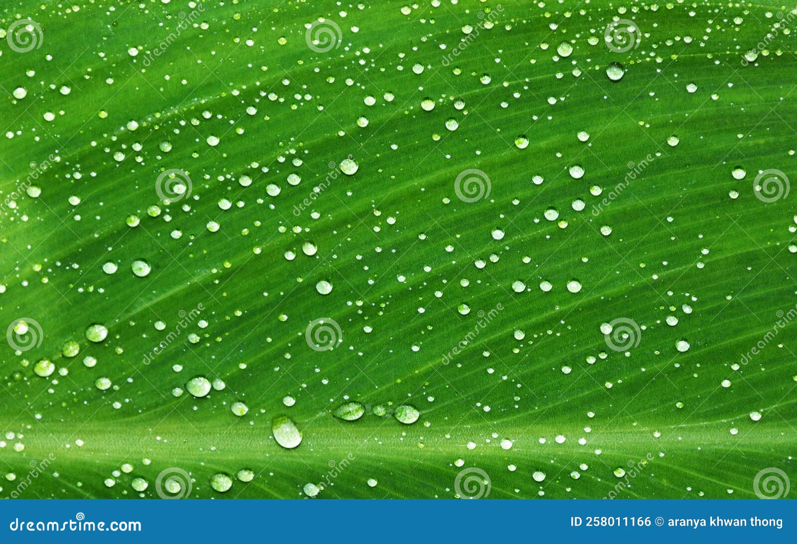 Water Droplets on Green Leaves for a Refreshing Natural Background ...