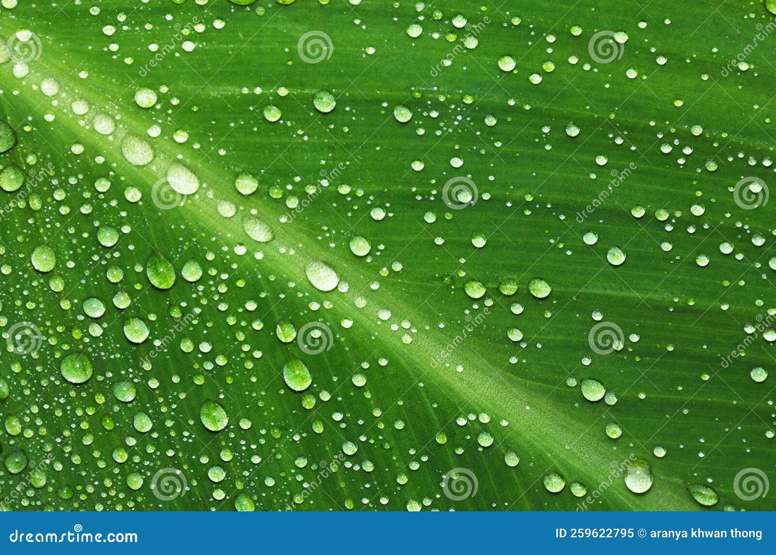 Water Droplets on Green Leaves for a Refreshing Natural Background ...