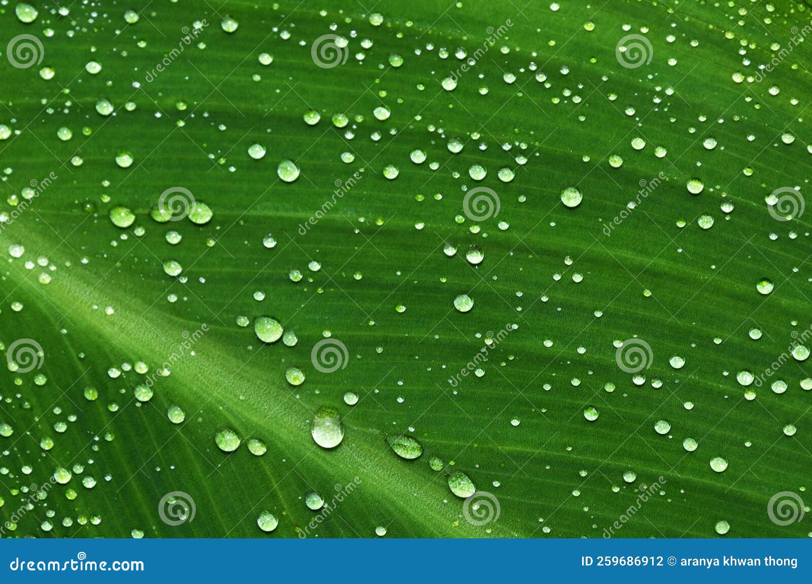 Water Droplets on Green Leaves for a Refreshing Natural Background ...