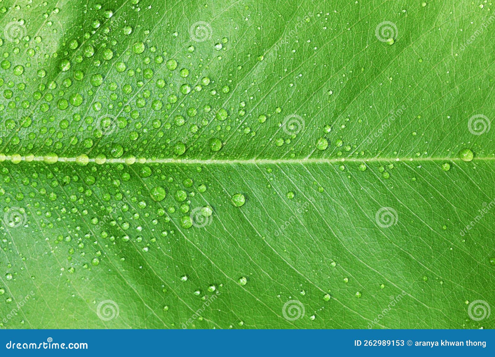 Water Droplets on Green Leaves for a Refreshing Natural Background ...