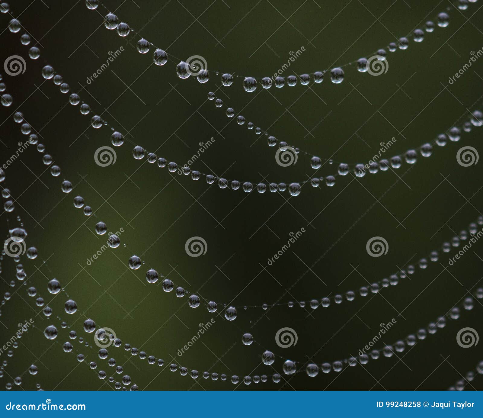 Water Droplets on a Spiders Web Stock Photo - Image of organism ...