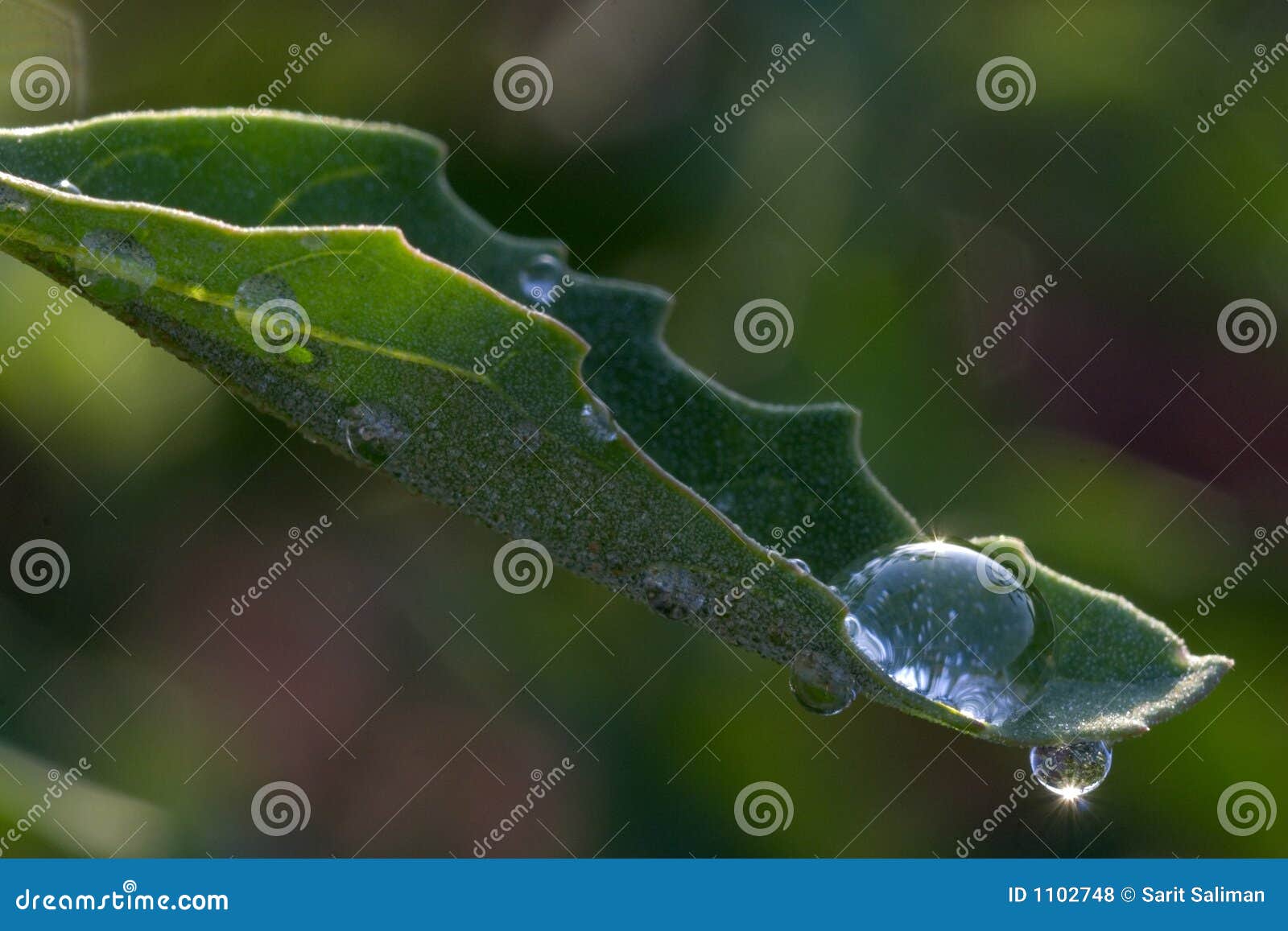 Water Droplets on Leaf stock photo. Image of droplet, light - 1102748