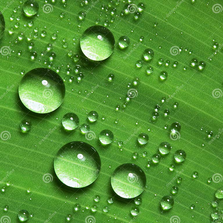 Water droplets on leaf stock image. Image of green, water - 14259335