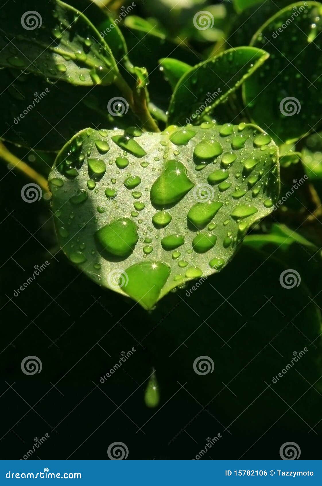 Water droplets on leaf stock photo. Image of vibrant - 15782106