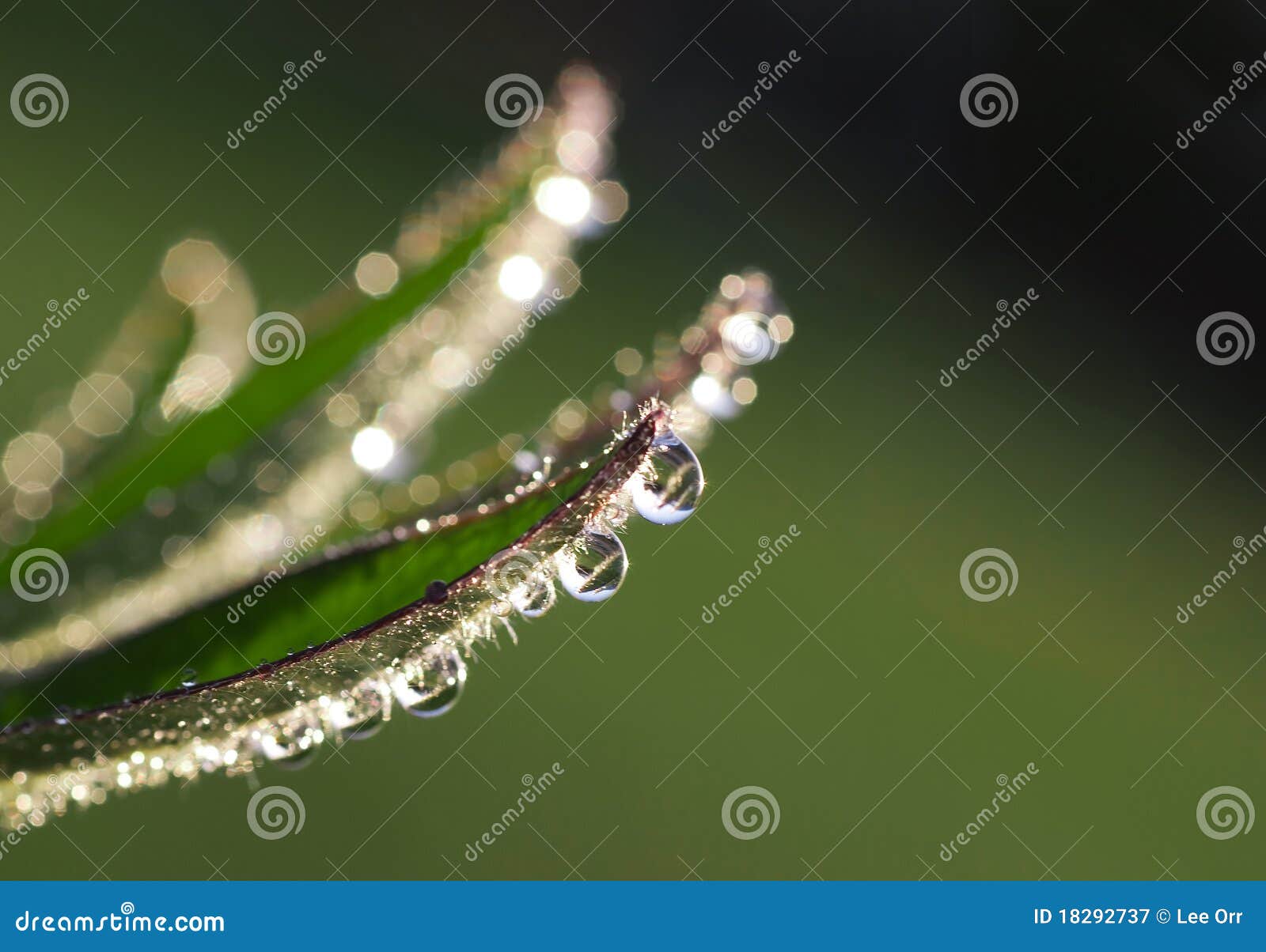 Water Droplets on a Leaf stock image. Image of space - 18292737