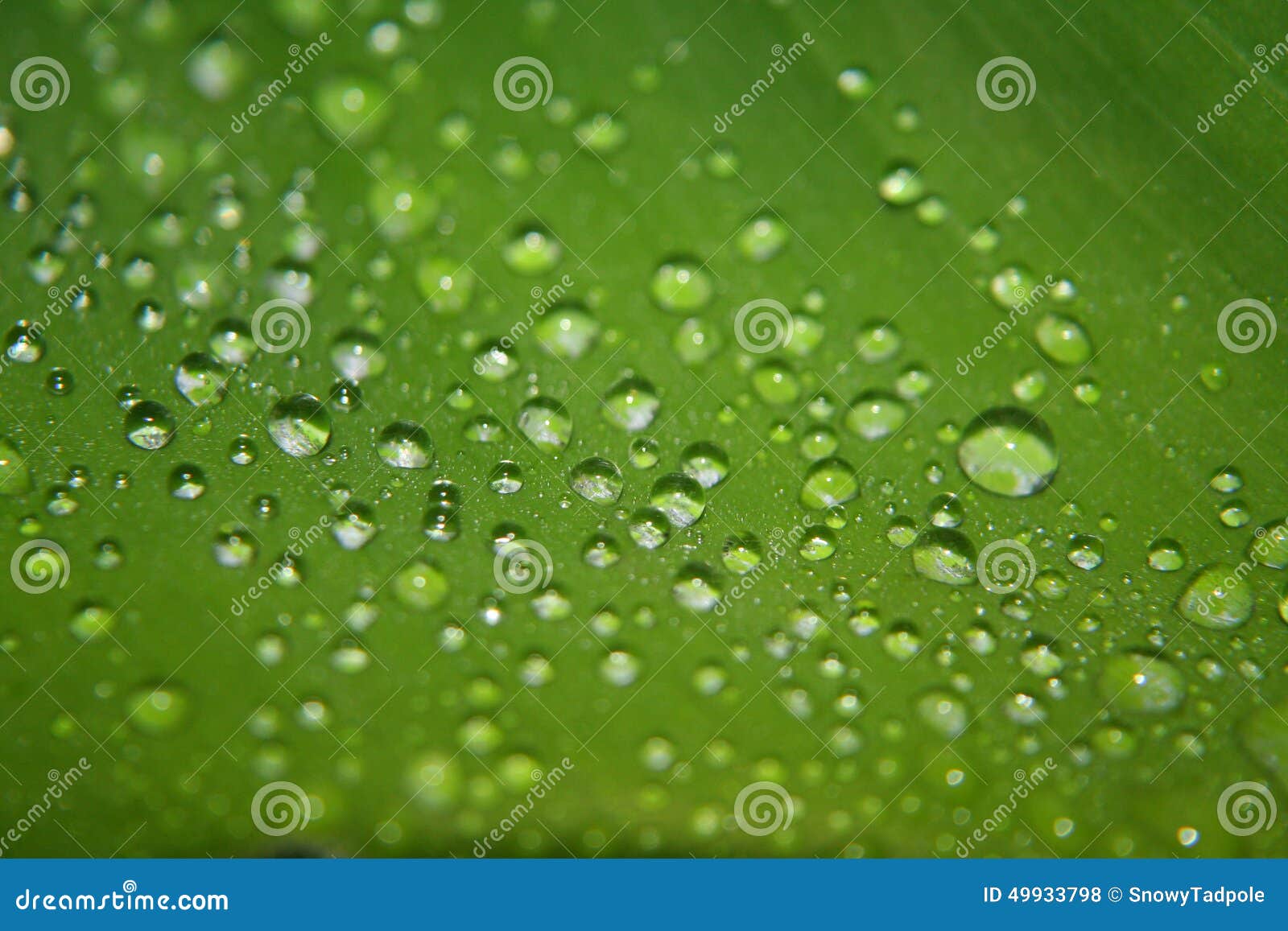Water Droplets on a Leaf stock photo. Image of green - 49933798