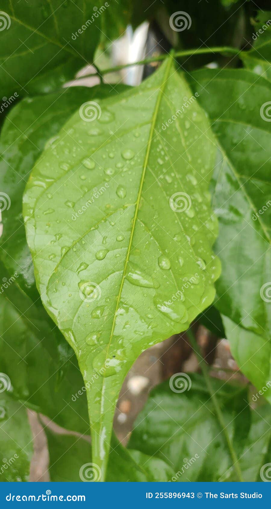 Water Droplets on a Leaf , Single Leaf , Droplets Stock Image - Image ...