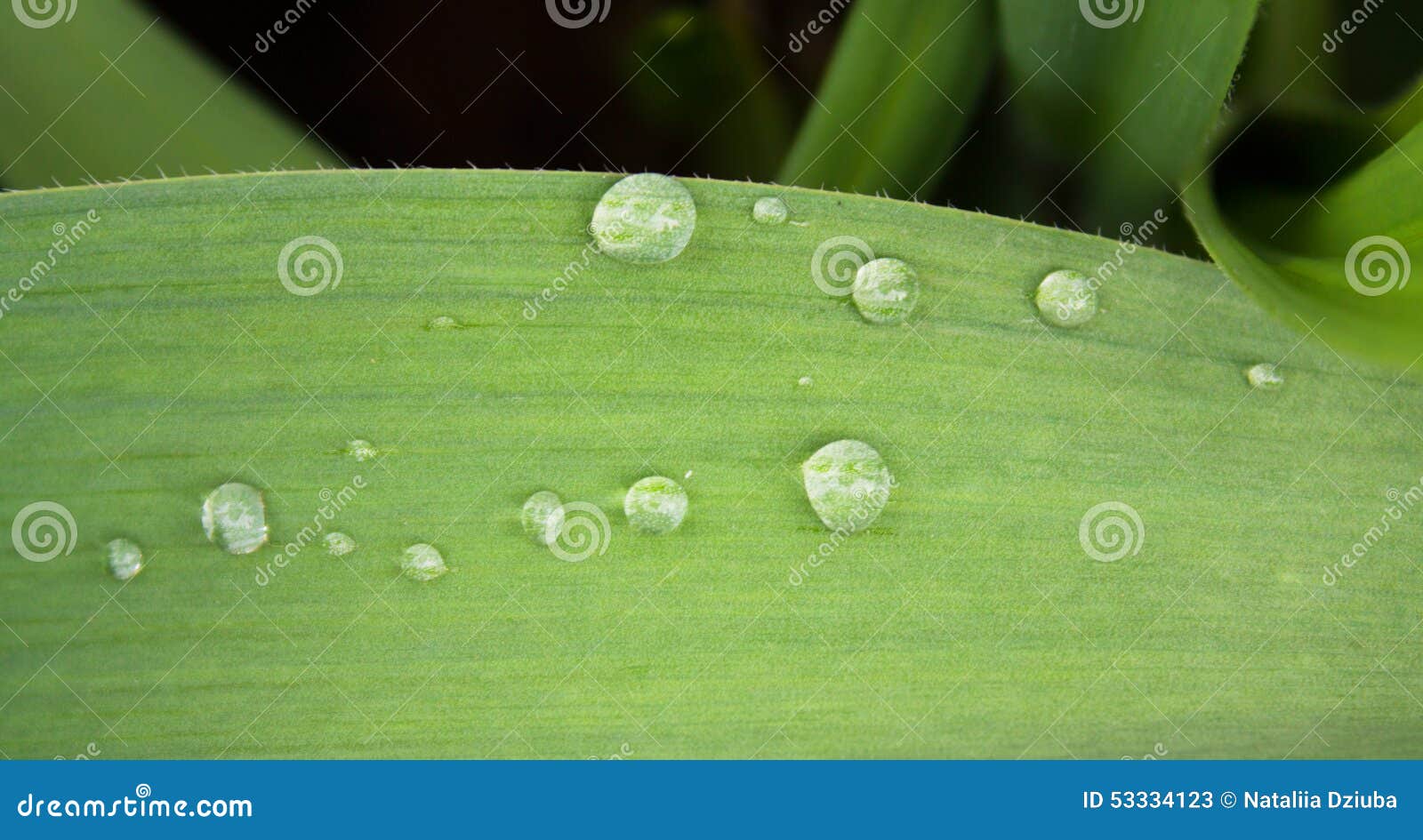 Water Droplets on the Leaves Stock Image - Image of background ...