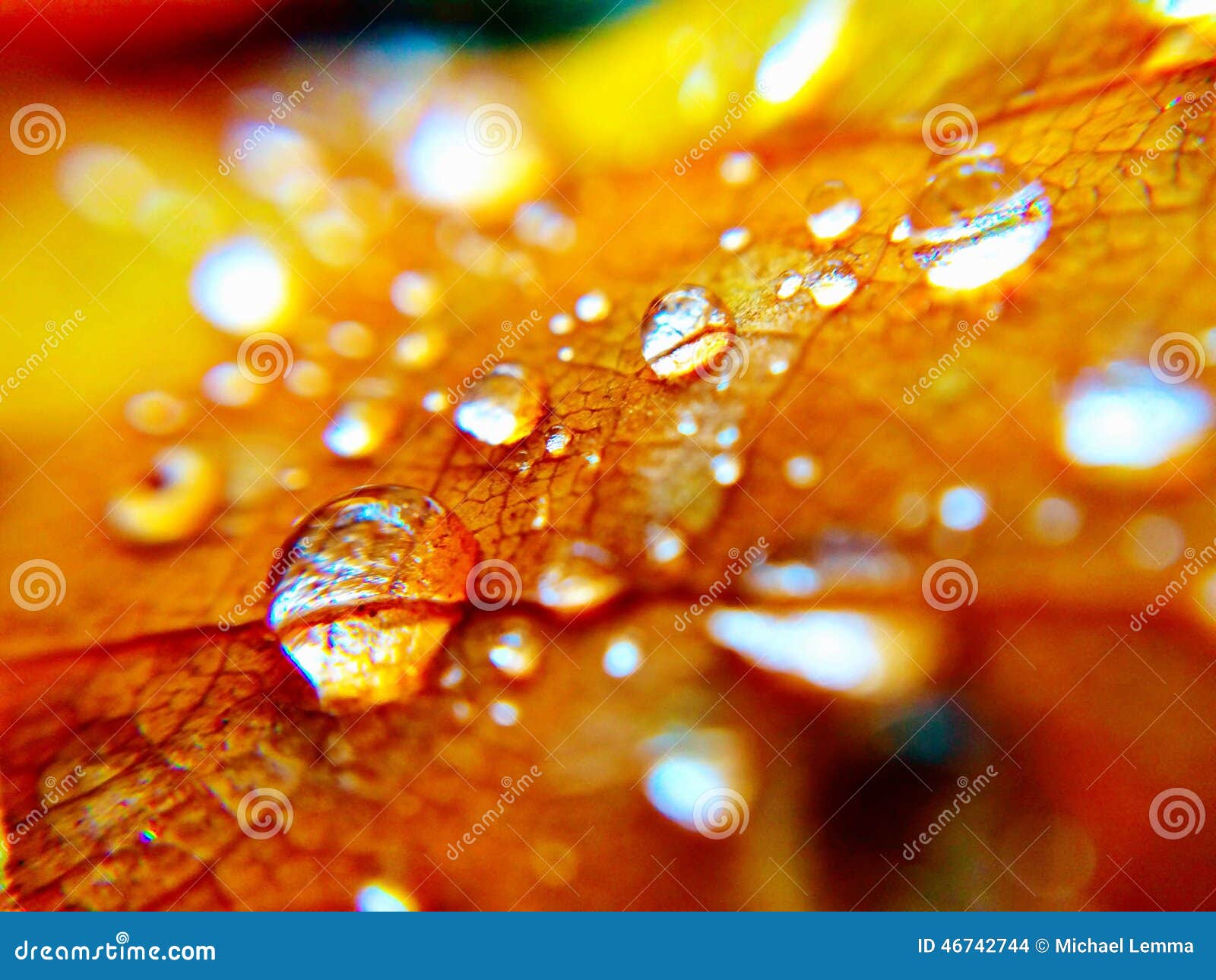 Water droplets stock photo. Image of autumn, colors, halloween - 46742744