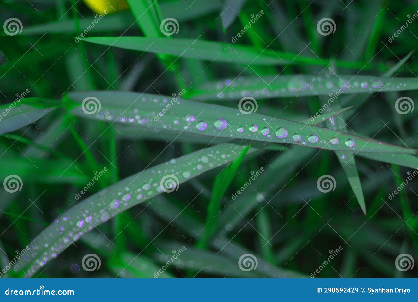 Water Droplets or Mist on Green Weeds Stock Image - Image of drop ...