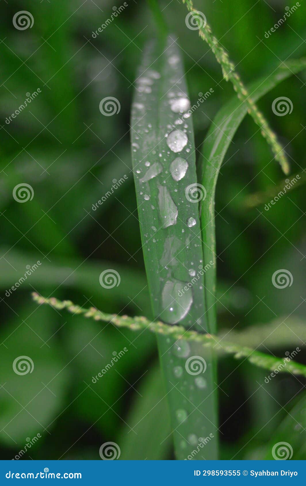 Water Droplets or Mist on Green Weeds Stock Image - Image of detail ...