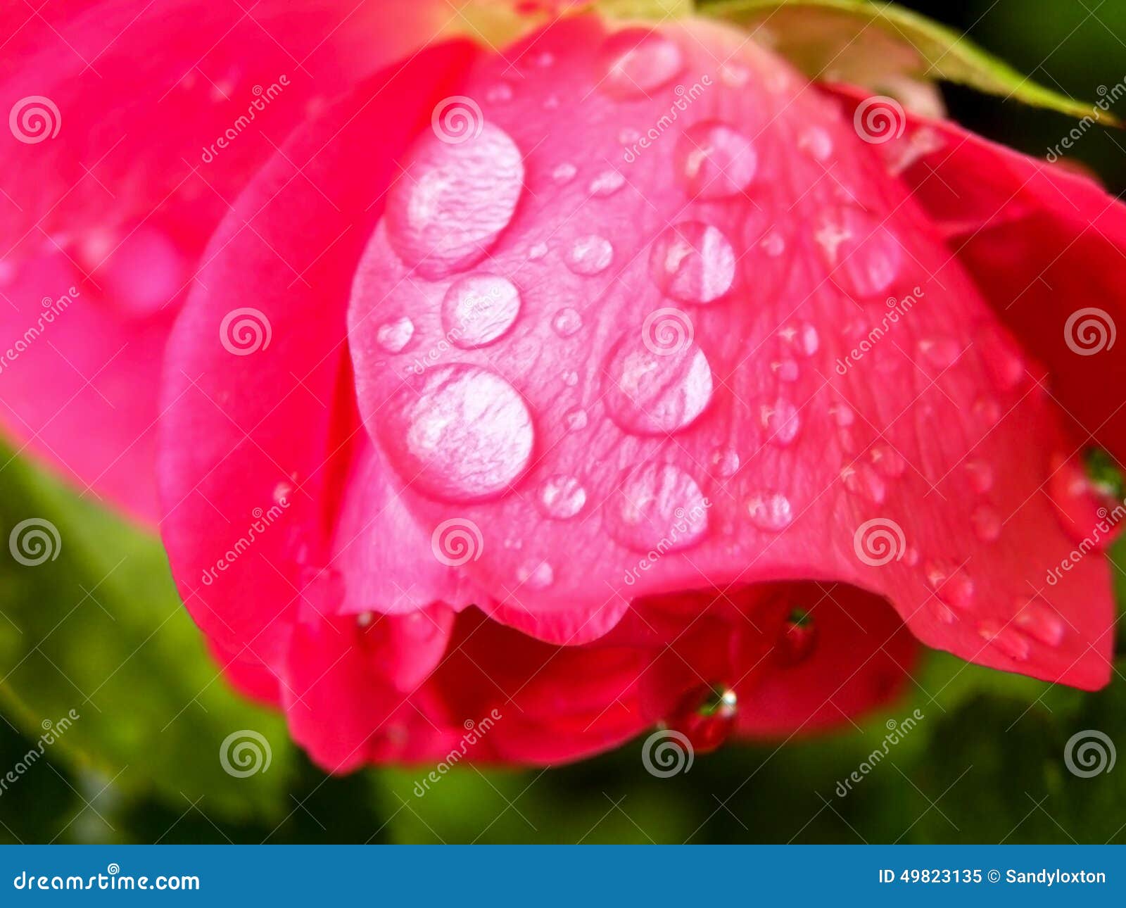 Water Droplets on Pink Rose Stock Image - Image of flowers, droplets ...