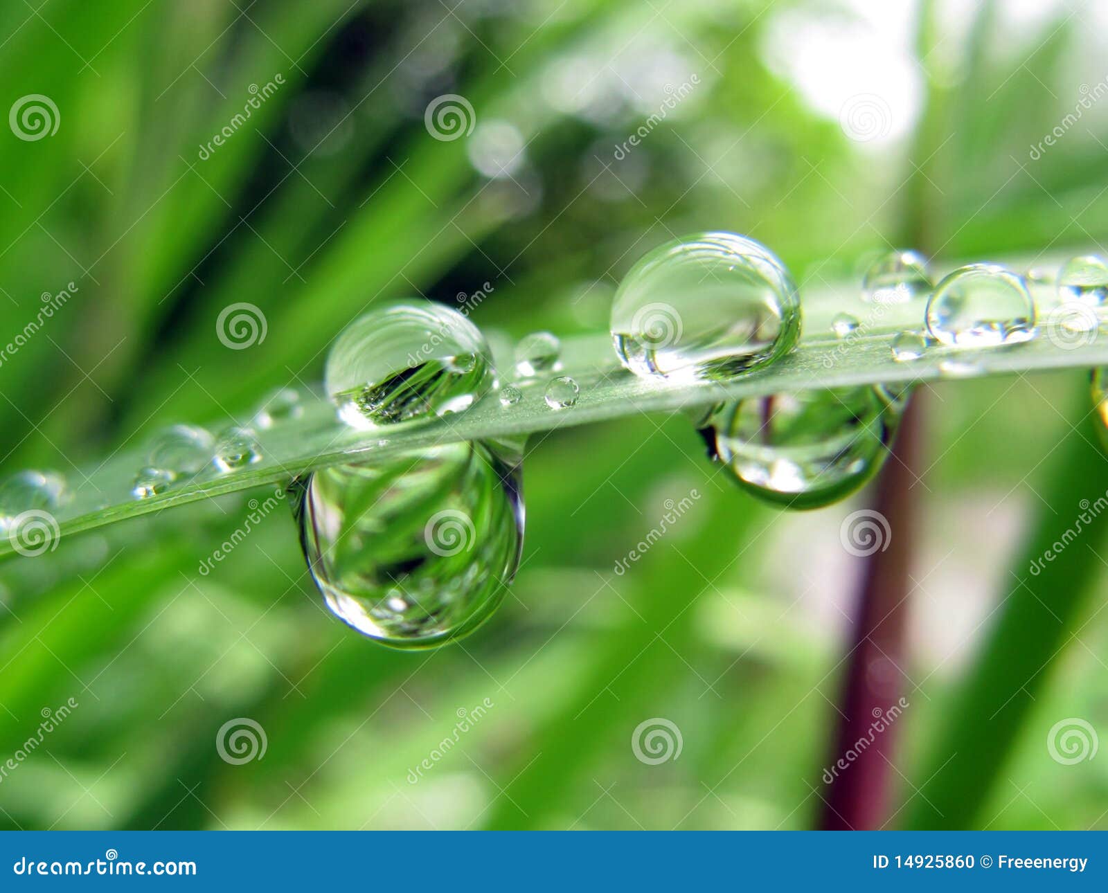 Water Droplets on a Plant Leaf Stock Photo - Image of floral, color ...