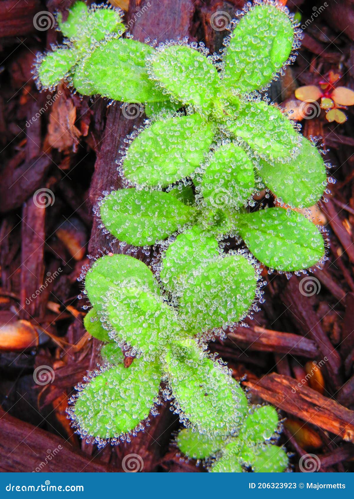 Leaf Hairs Of A Mullein Plant Verbascum Under The Microscope Royalty ...