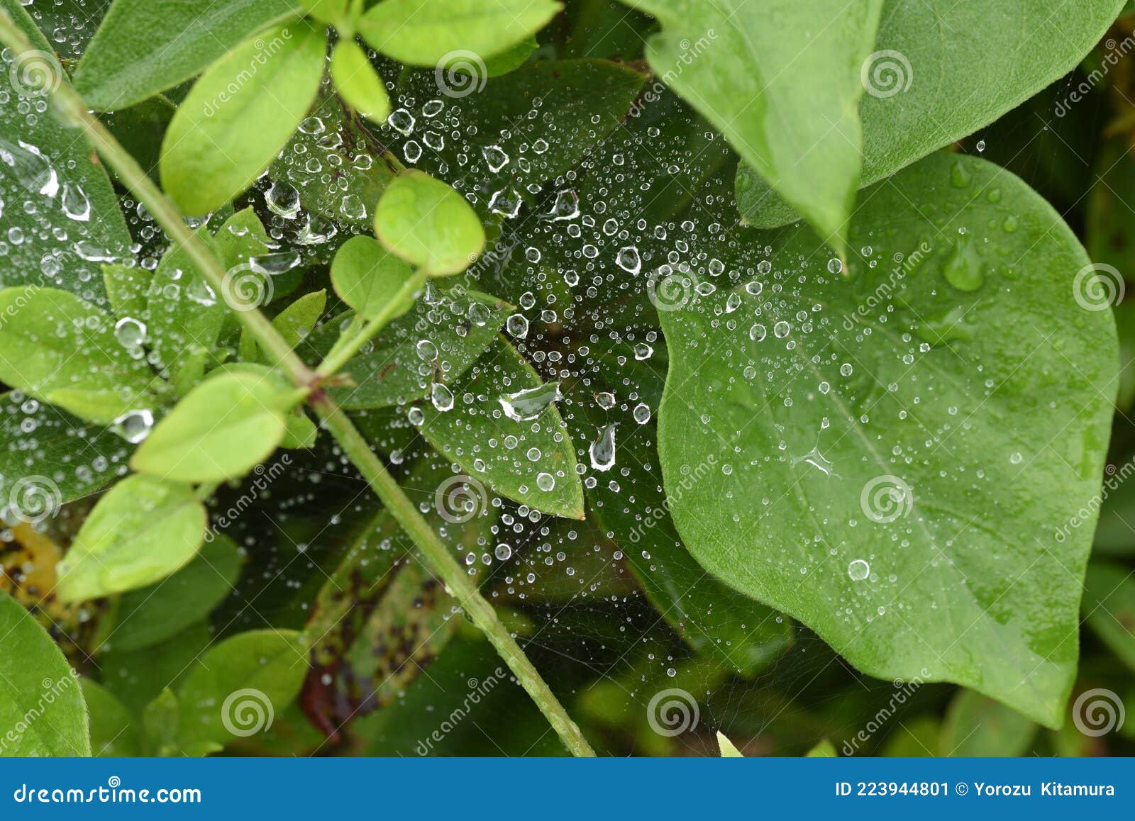 Water droplets after rain. stock image. Image of drop - 223944801
