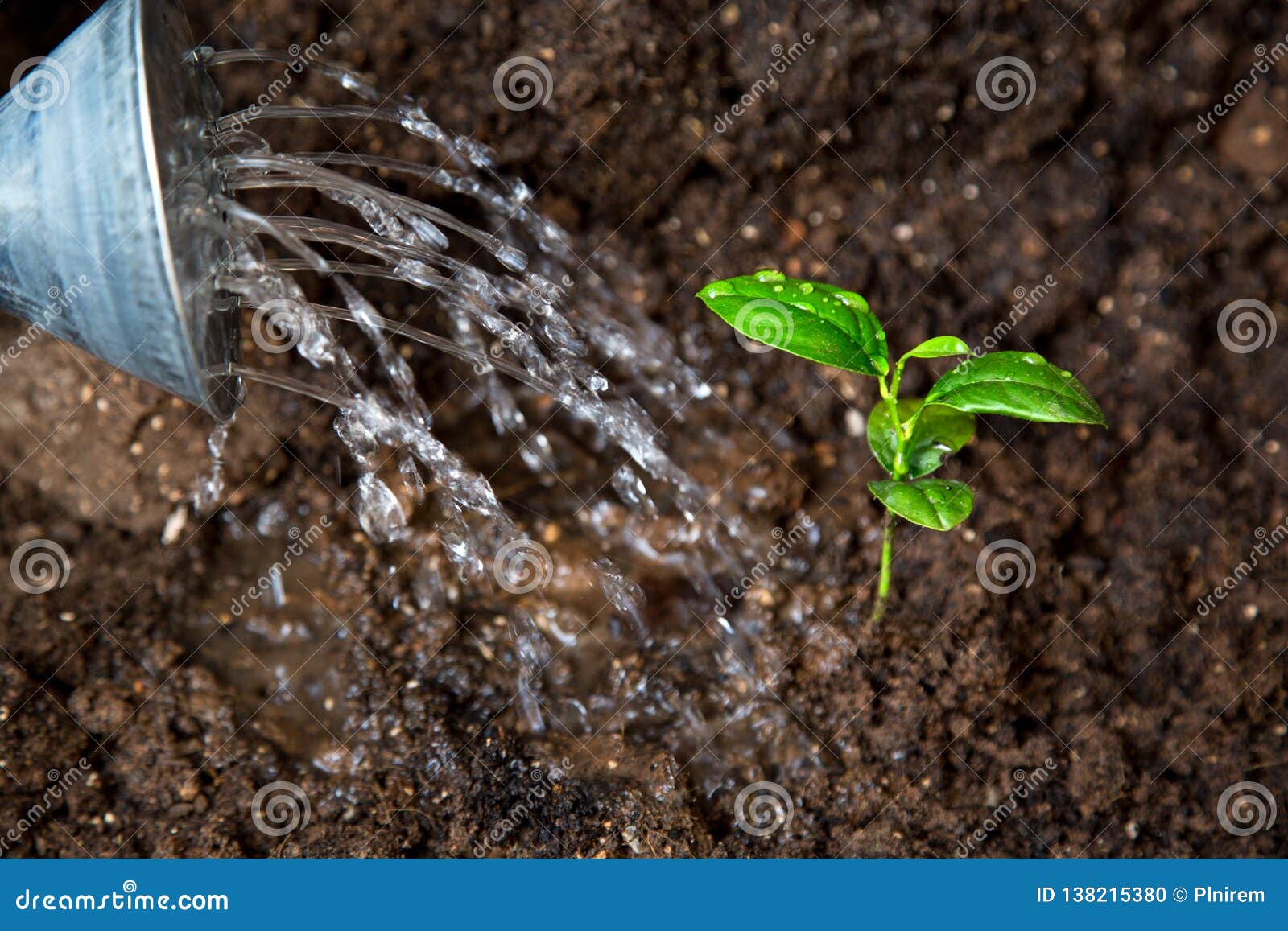 Water Droplets on the Sapling Stock Photo - Image of beginning ...