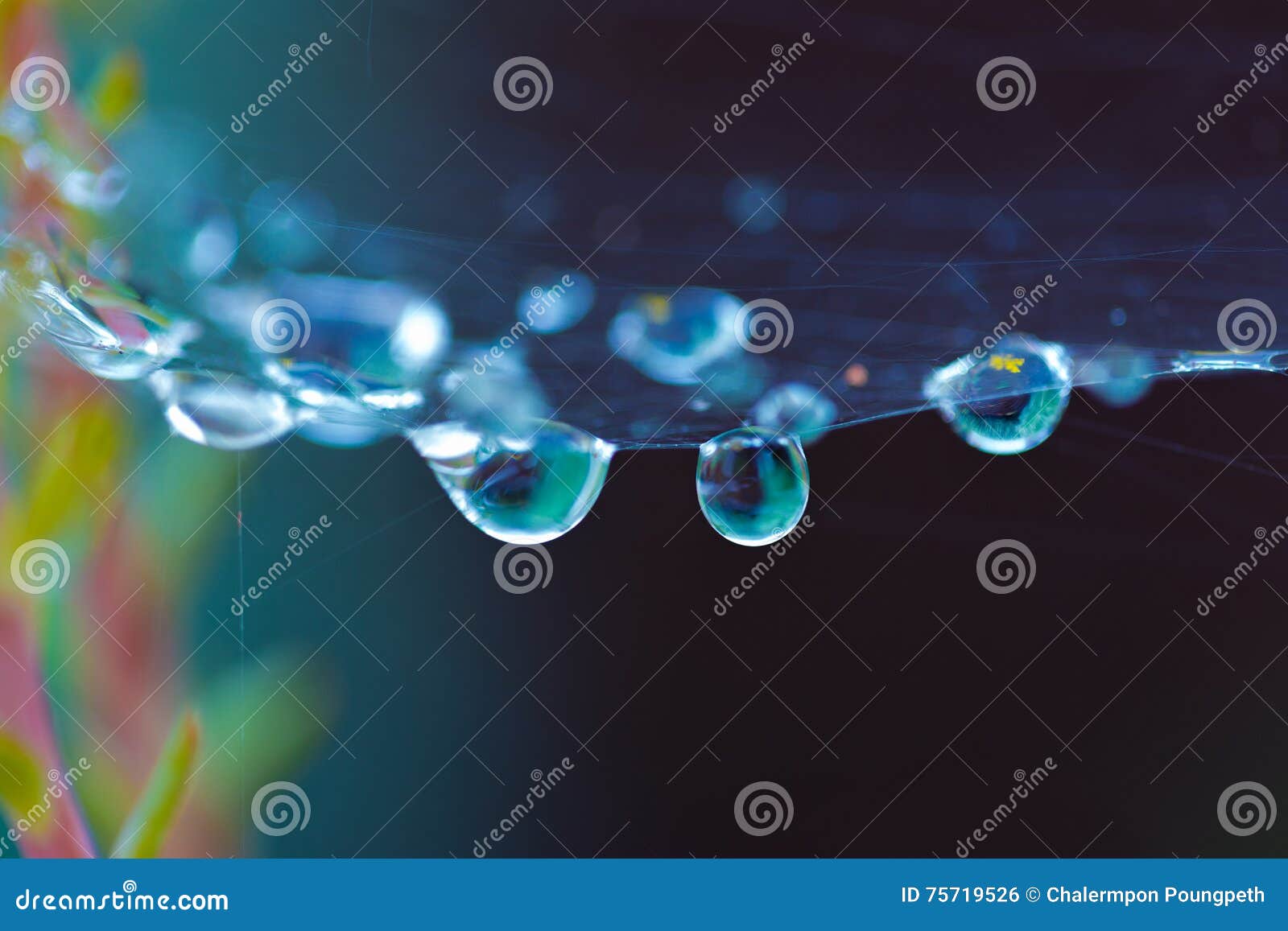 Water Droplets on Spider Web Stock Photo - Image of texture, droplets ...