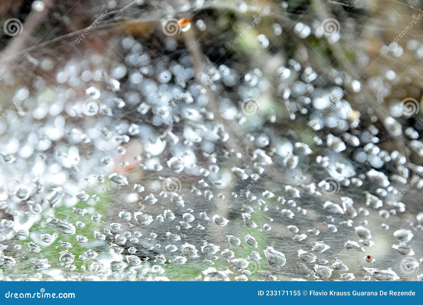 Water Droplets in Spider Web Stock Image - Image of spider, droplets ...