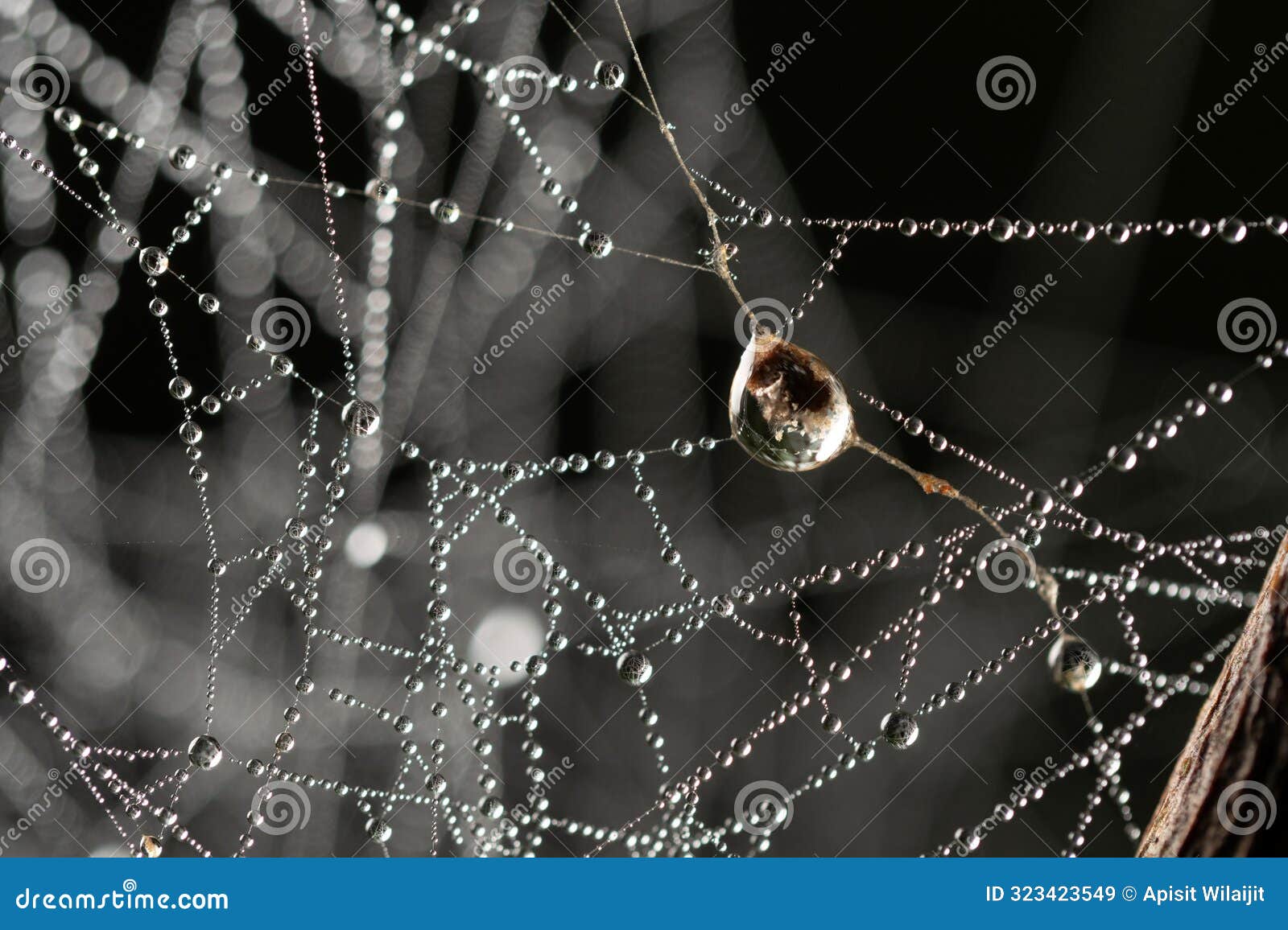 Water Droplets on Spider Web in the Forests Stock Image - Image of ...