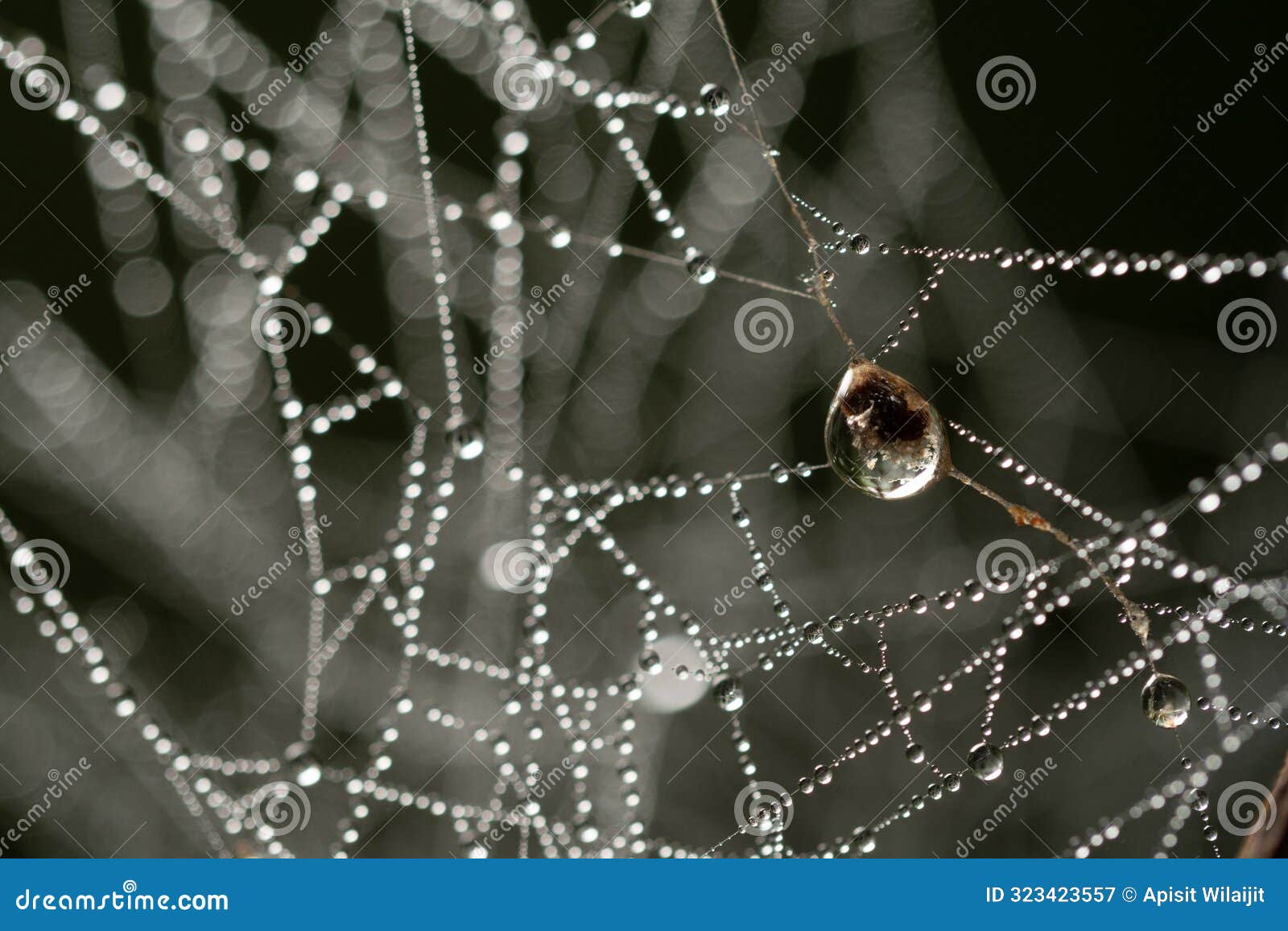 Water Droplets on Spider Web in the Forests Stock Image - Image of ...