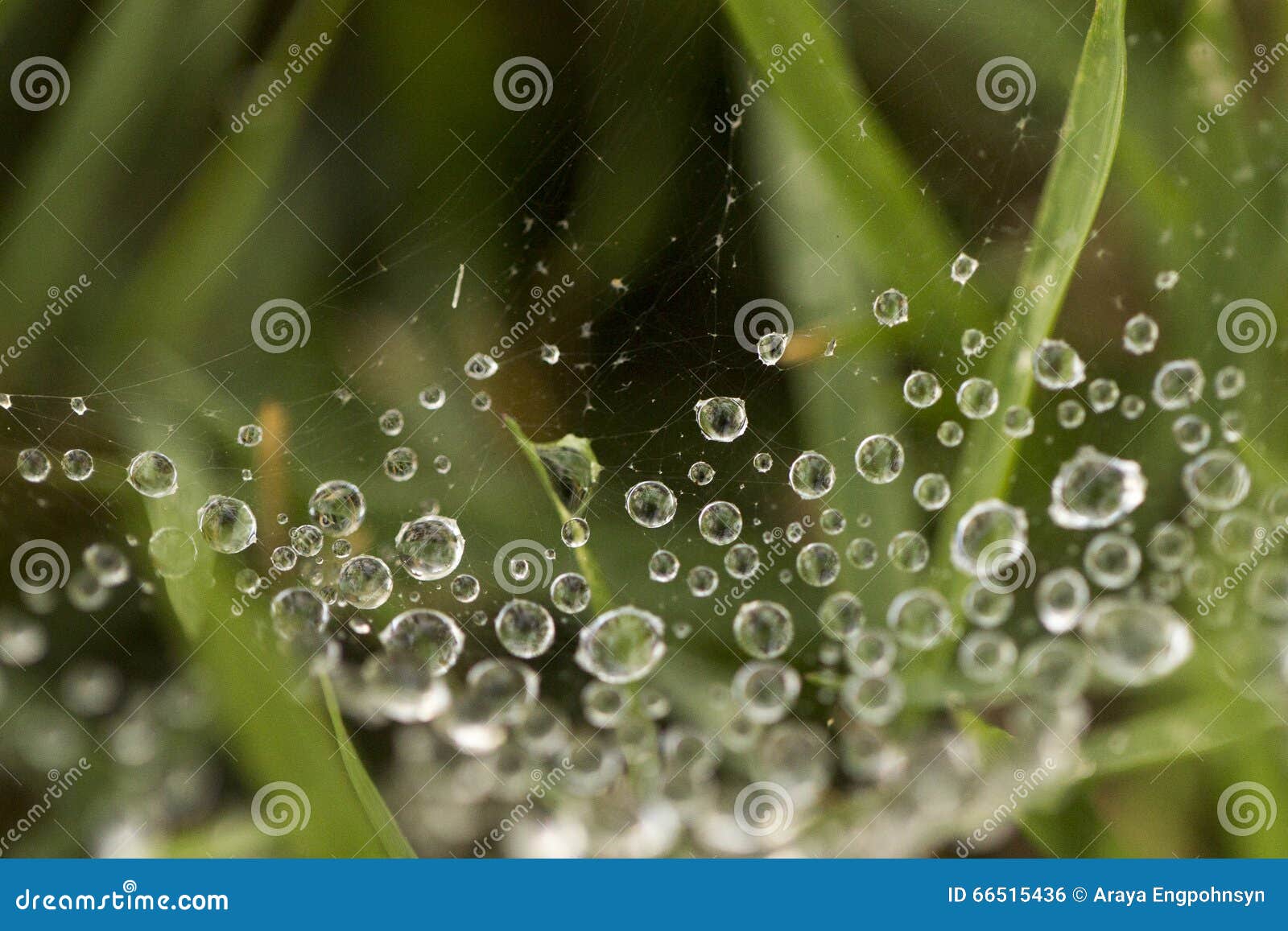Water Droplets on Spider Web Stock Photo - Image of green, pattern ...