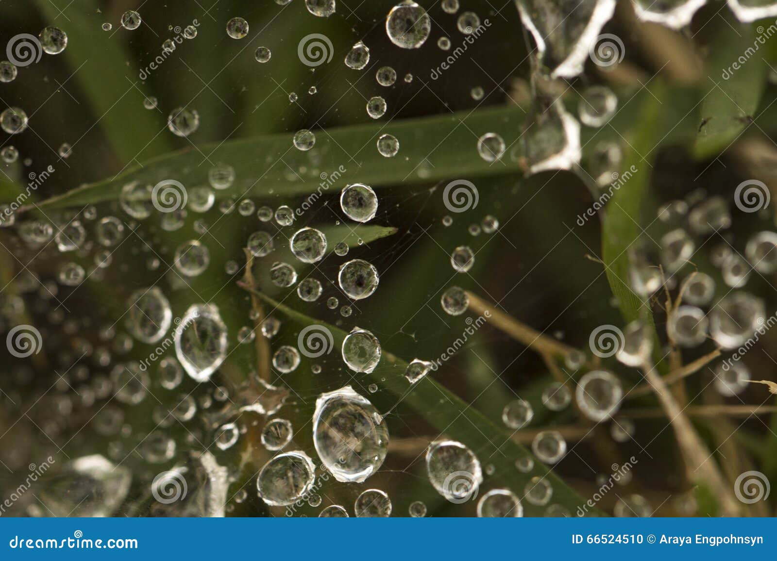 Water Droplets on Spider Web Stock Photo - Image of bright, macro: 66524510