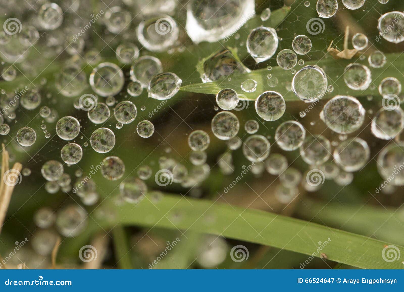 Water Droplets on Spider Web Stock Image - Image of decoration, element ...