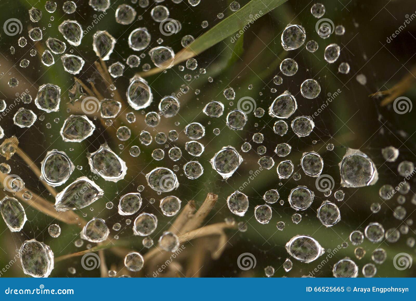 Water Droplets on Spider Web Stock Image - Image of nature, green: 66525665
