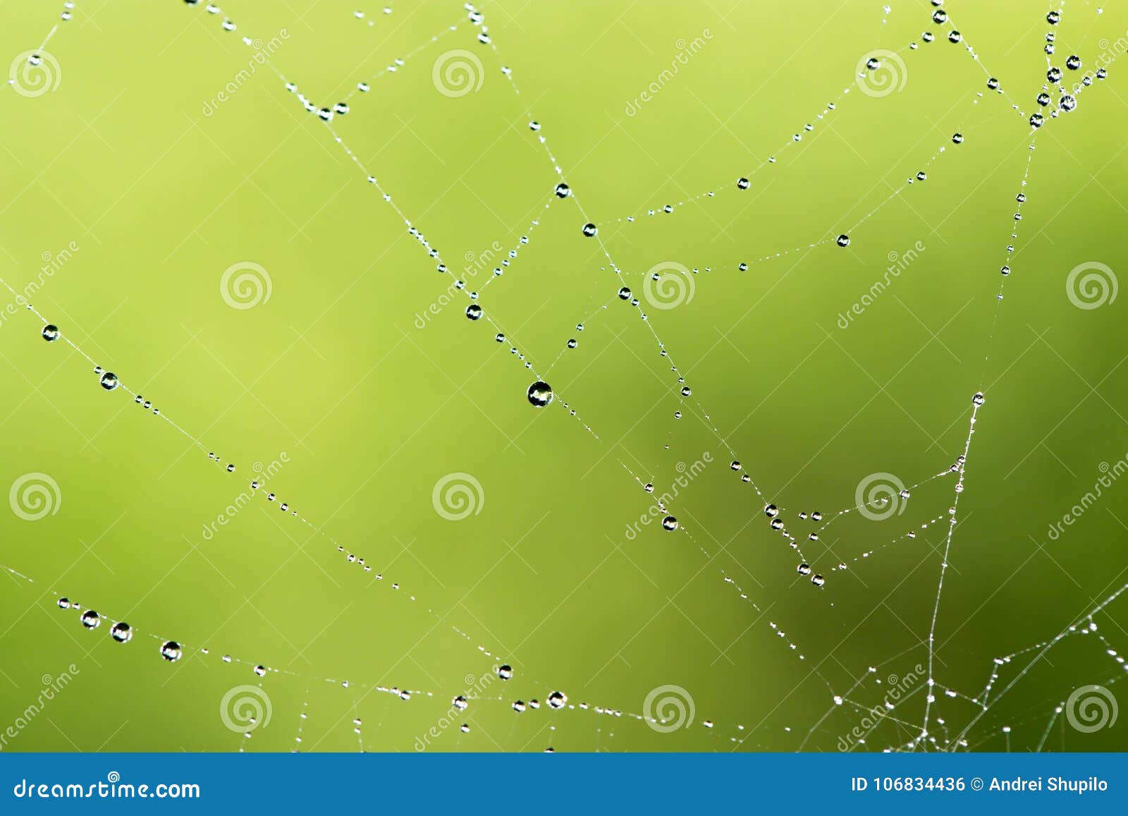 Water Droplets on a Spider Web in Nature Stock Photo - Image of dewdrop ...