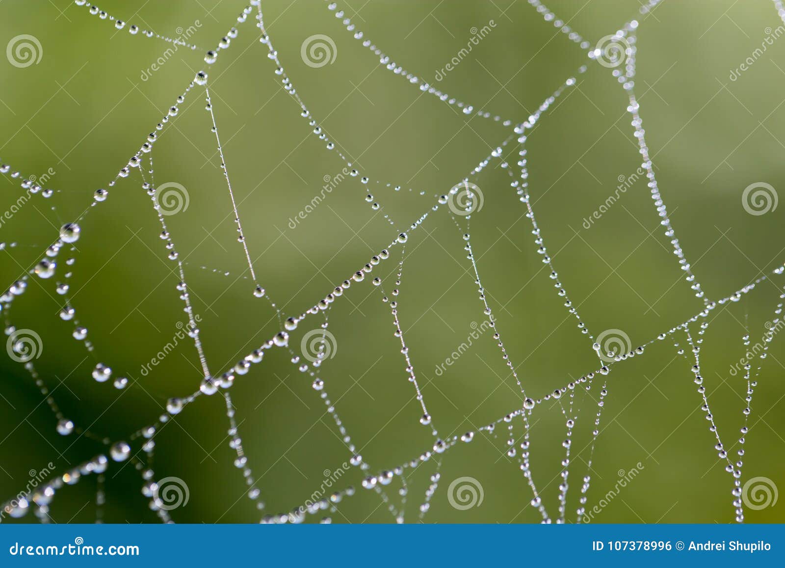 Water Droplets on a Spider Web in Nature Stock Photo - Image of cobweb ...
