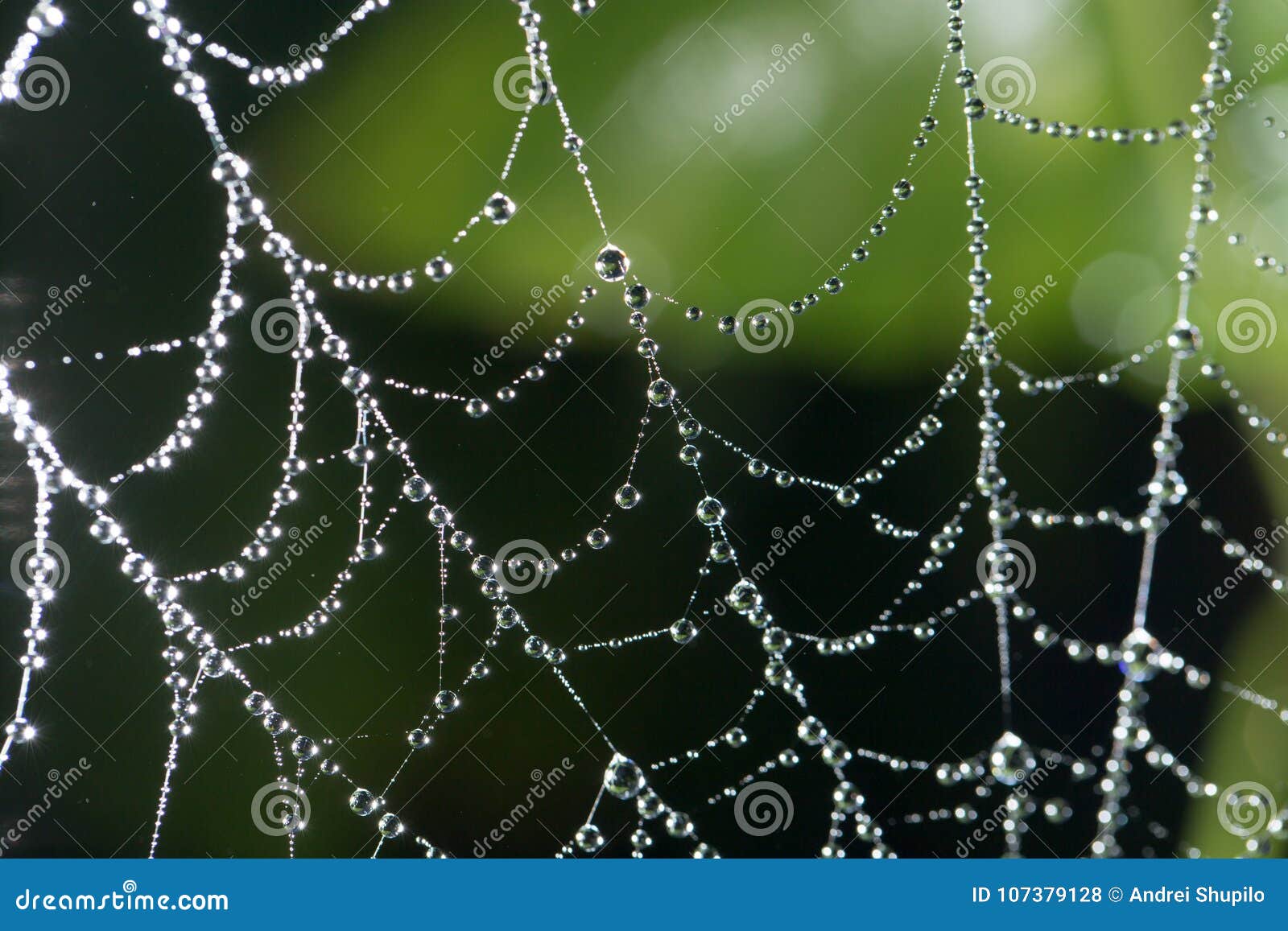 Water Droplets on a Spider Web in Nature Stock Photo - Image of bead ...