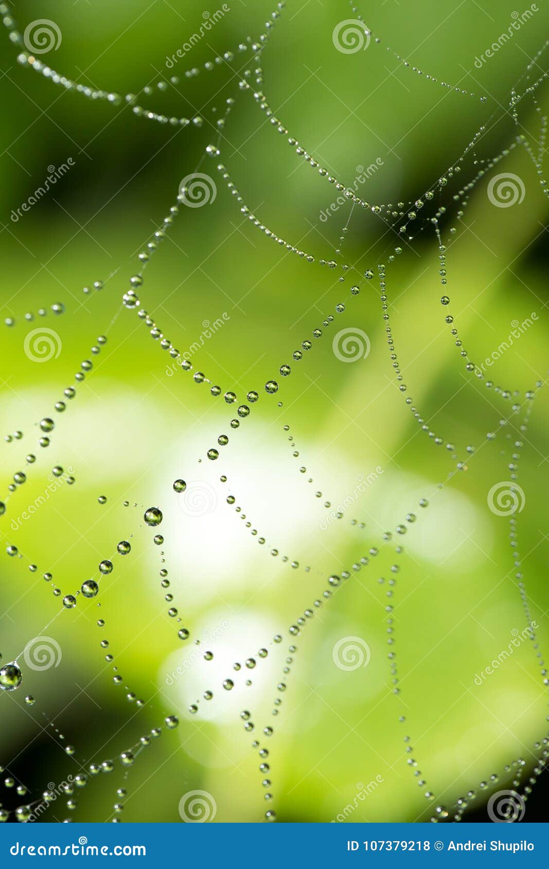 Water Droplets on a Spider Web in Nature Stock Photo - Image of bead ...
