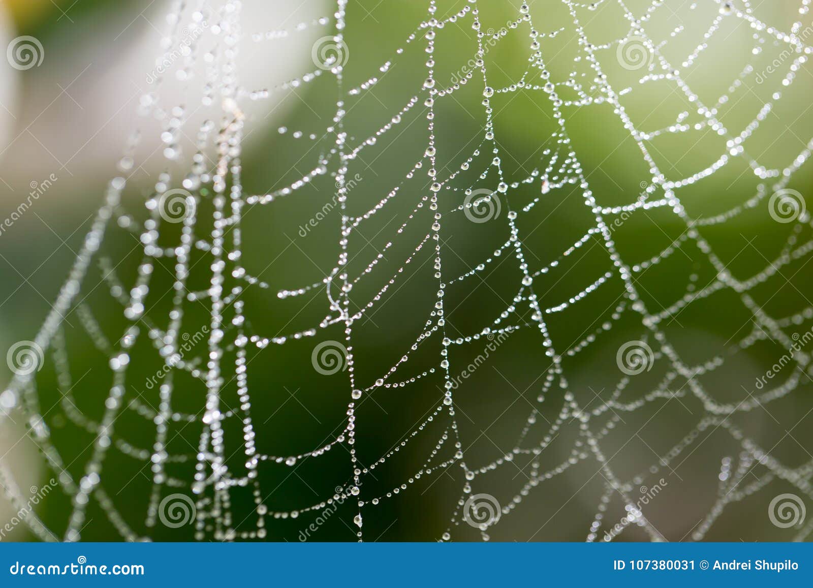 Water Droplets on a Spider Web in Nature Stock Image - Image of mist ...