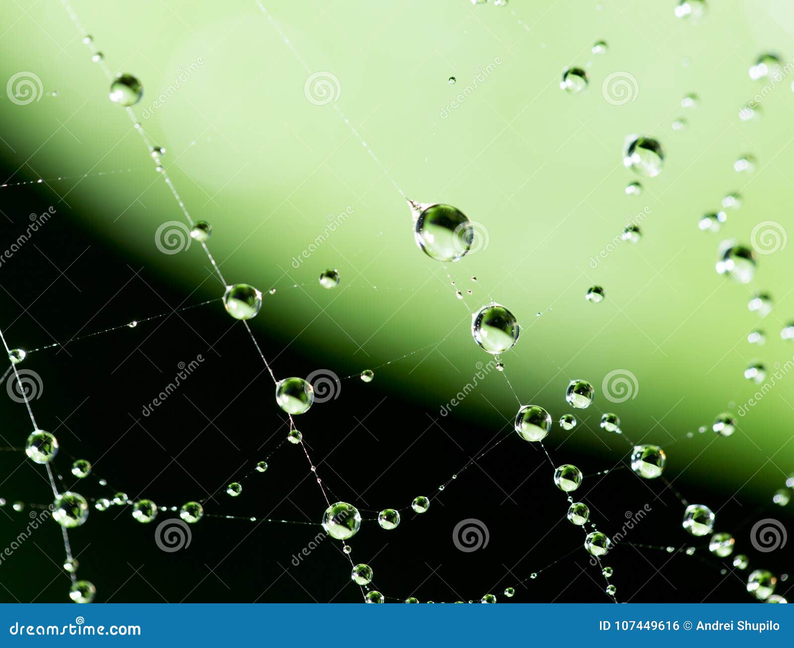 Water Droplets on a Spider Web in Nature Stock Photo - Image of green ...