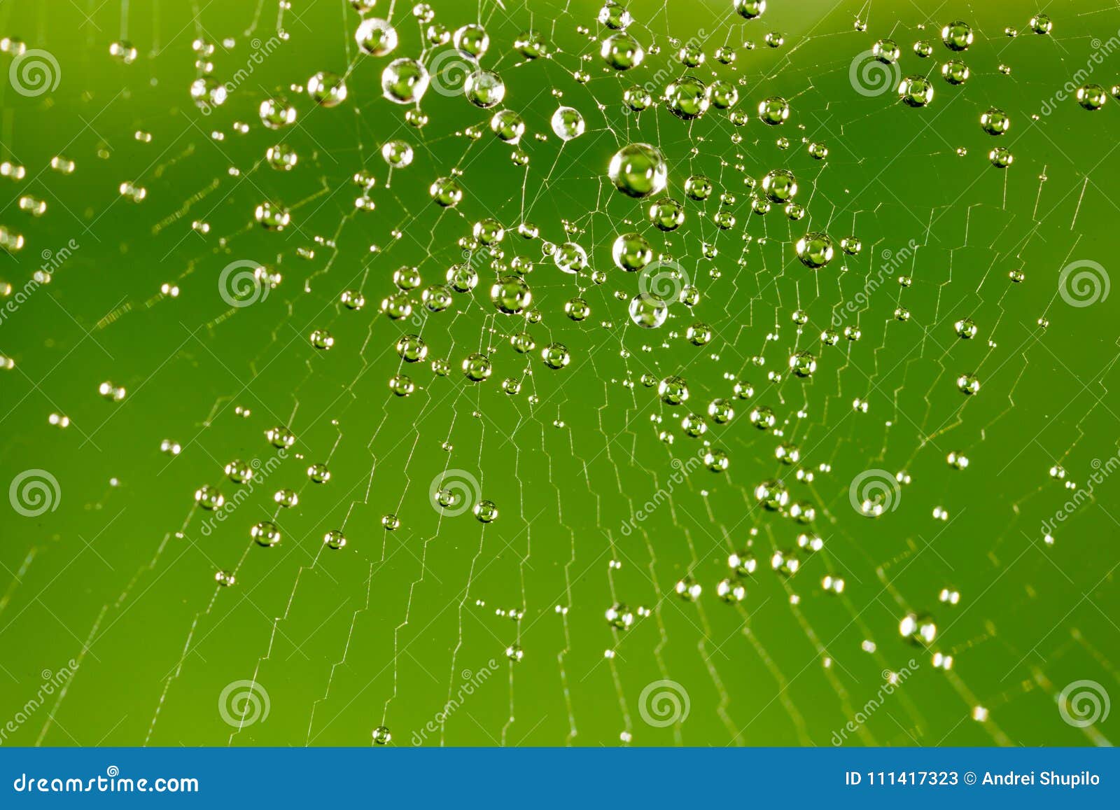 Water Droplets on a Spider Web in Nature Stock Image - Image of morning ...